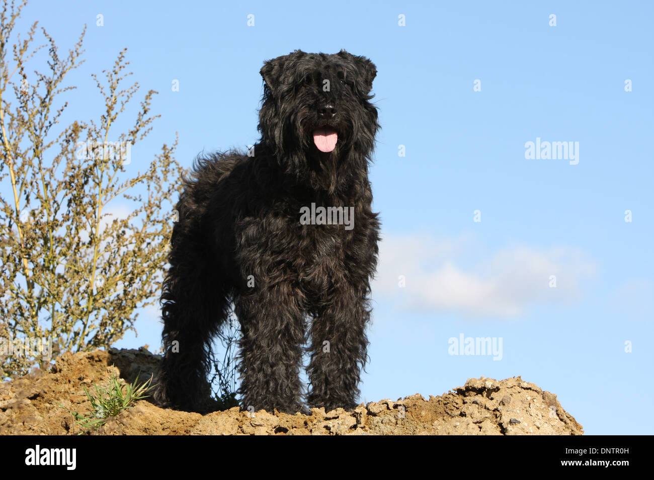 Dog Bouvier des Flandres / Flanders Cattle Dog adult standing on the ...