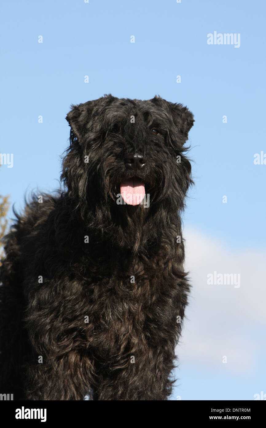 Dog Bouvier des Flandres / Flanders Cattle Dog adult portrait Stock ...