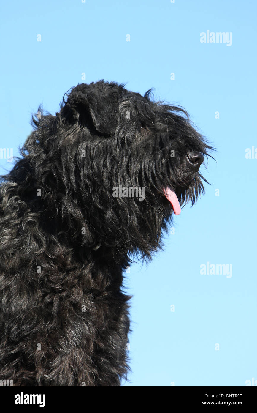 Bouvier Des Flanders Dog High Resolution Stock Photography and Images ...