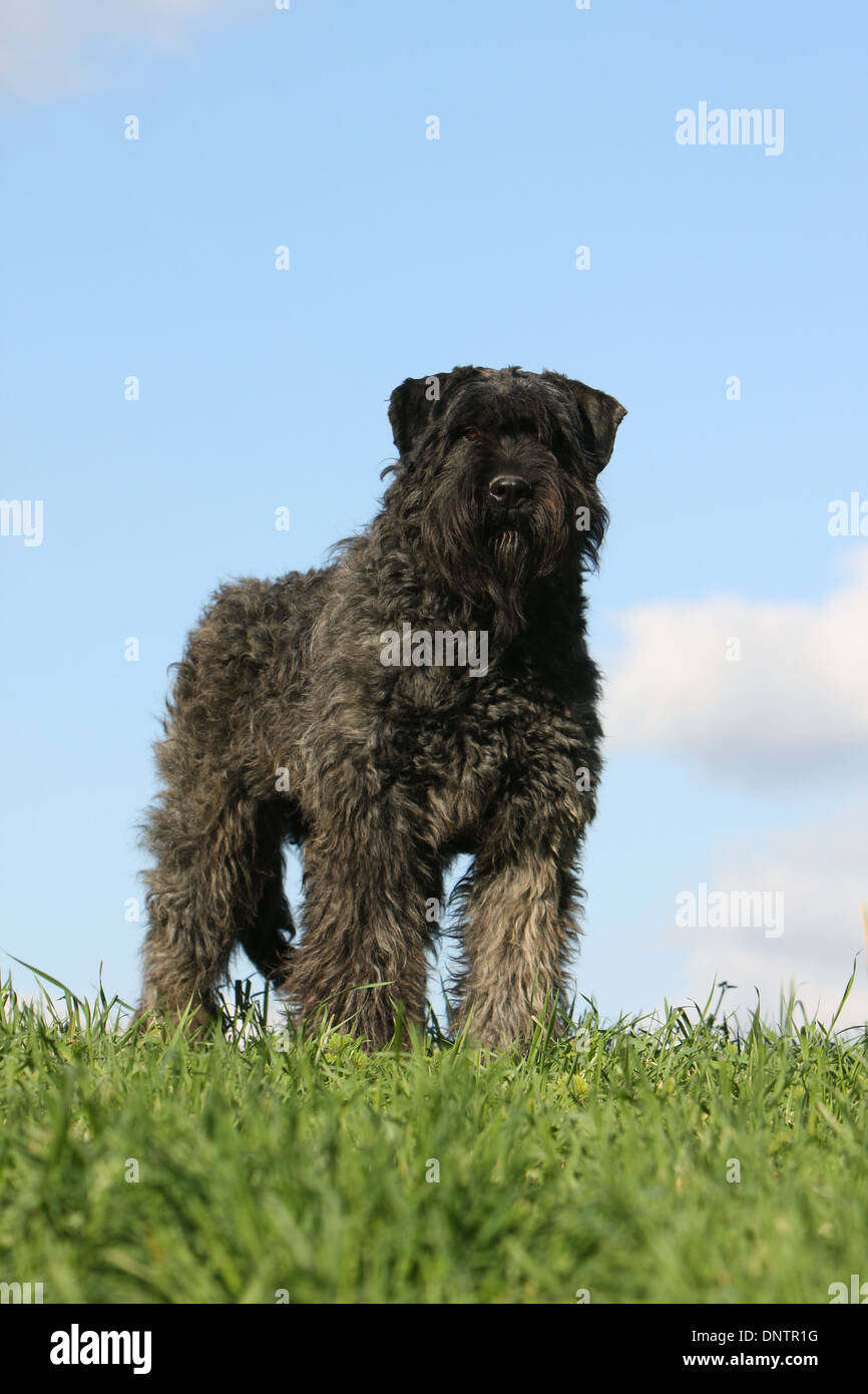 Dog Bouvier des Flandres / Flanders Cattle Dog adult standing in a ...