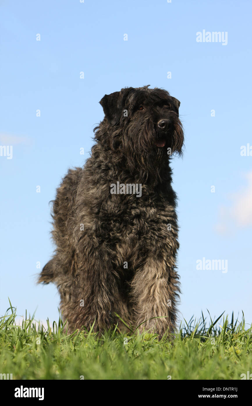 Dog Bouvier des Flandres / Flanders Cattle Dog adult standing in a ...