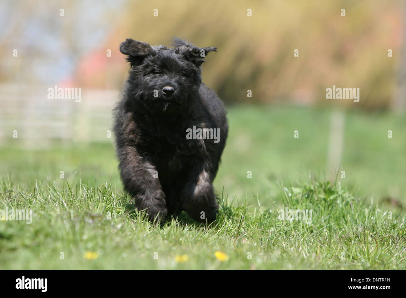 Dog Bouvier des Flandres / Flanders Cattle Dog puppy running in a ...