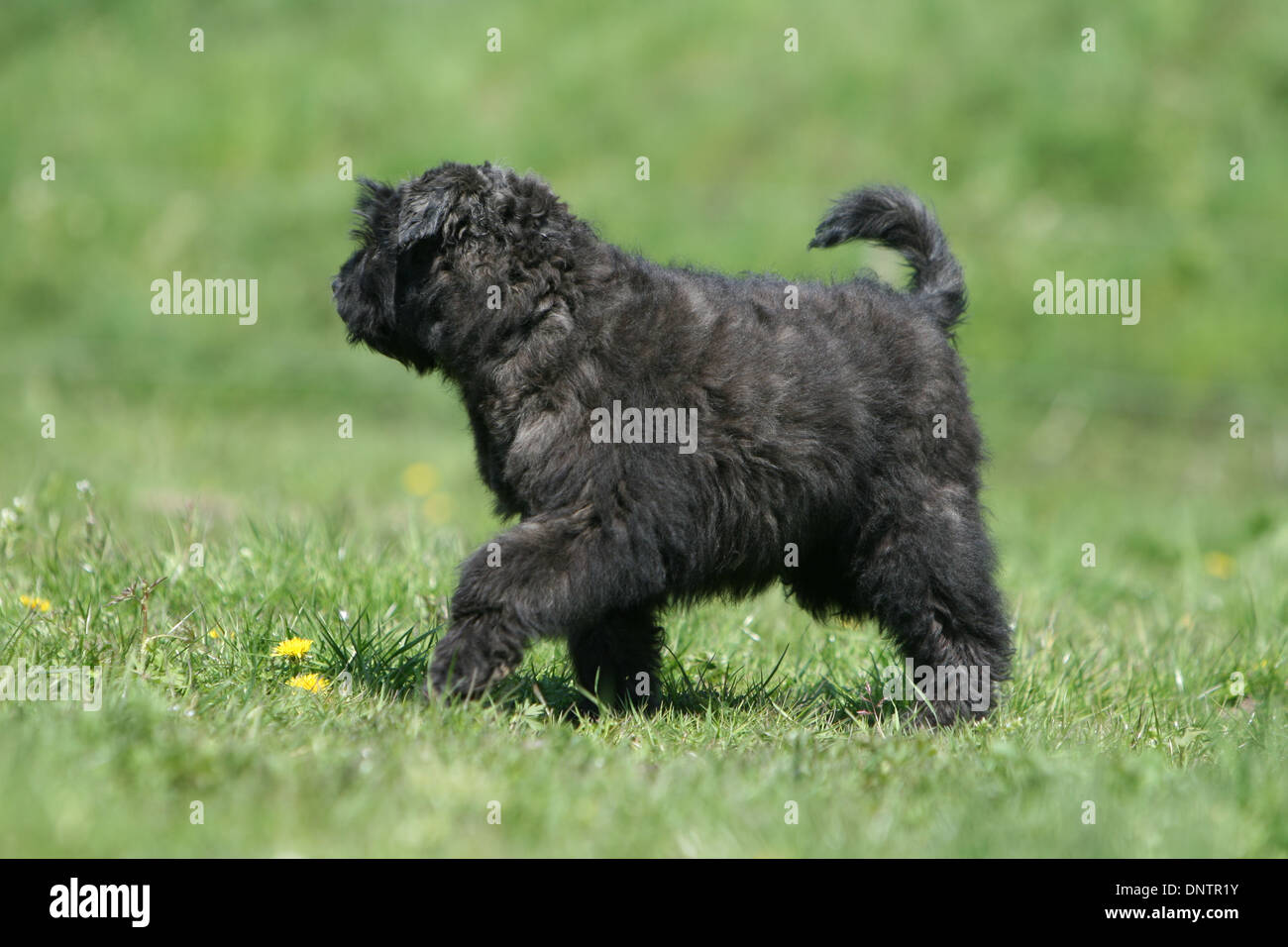 Dog Bouvier des Flandres / Flanders Cattle Dog puppy walking in a ...