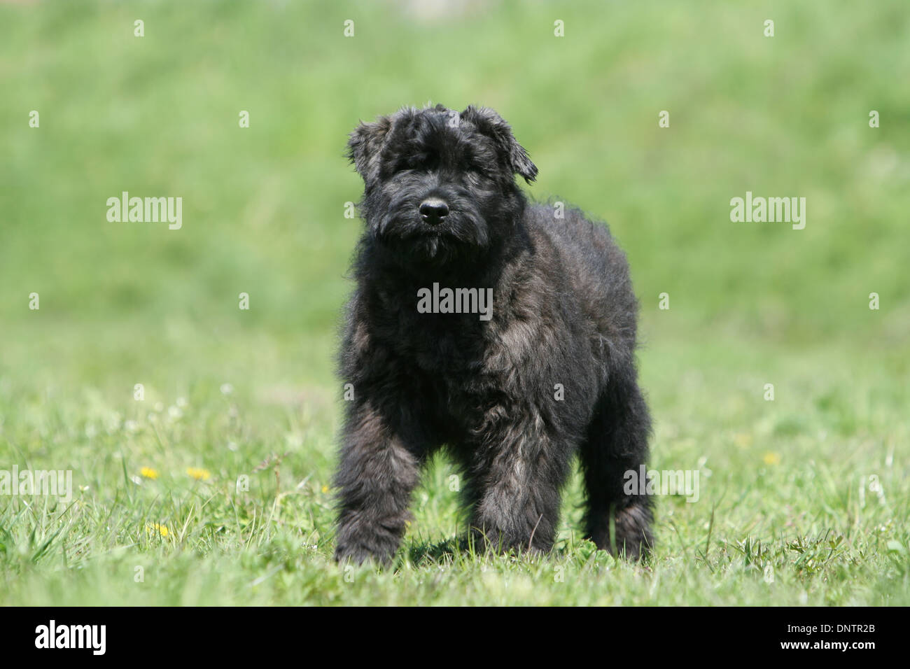 Dog Bouvier des Flandres / Flanders Cattle Dog puppy standing in a ...