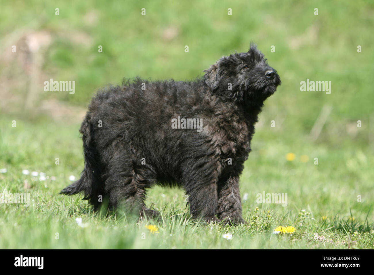 Dog Bouvier des Flandres / Flanders Cattle Dog puppy standing in a ...