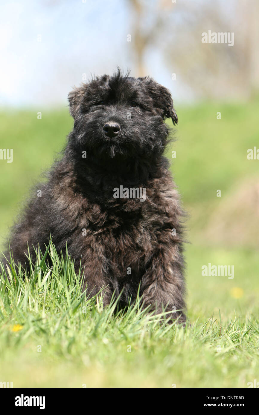 Dog Bouvier des Flandres / Flanders Cattle Dog puppy sitting in a ...