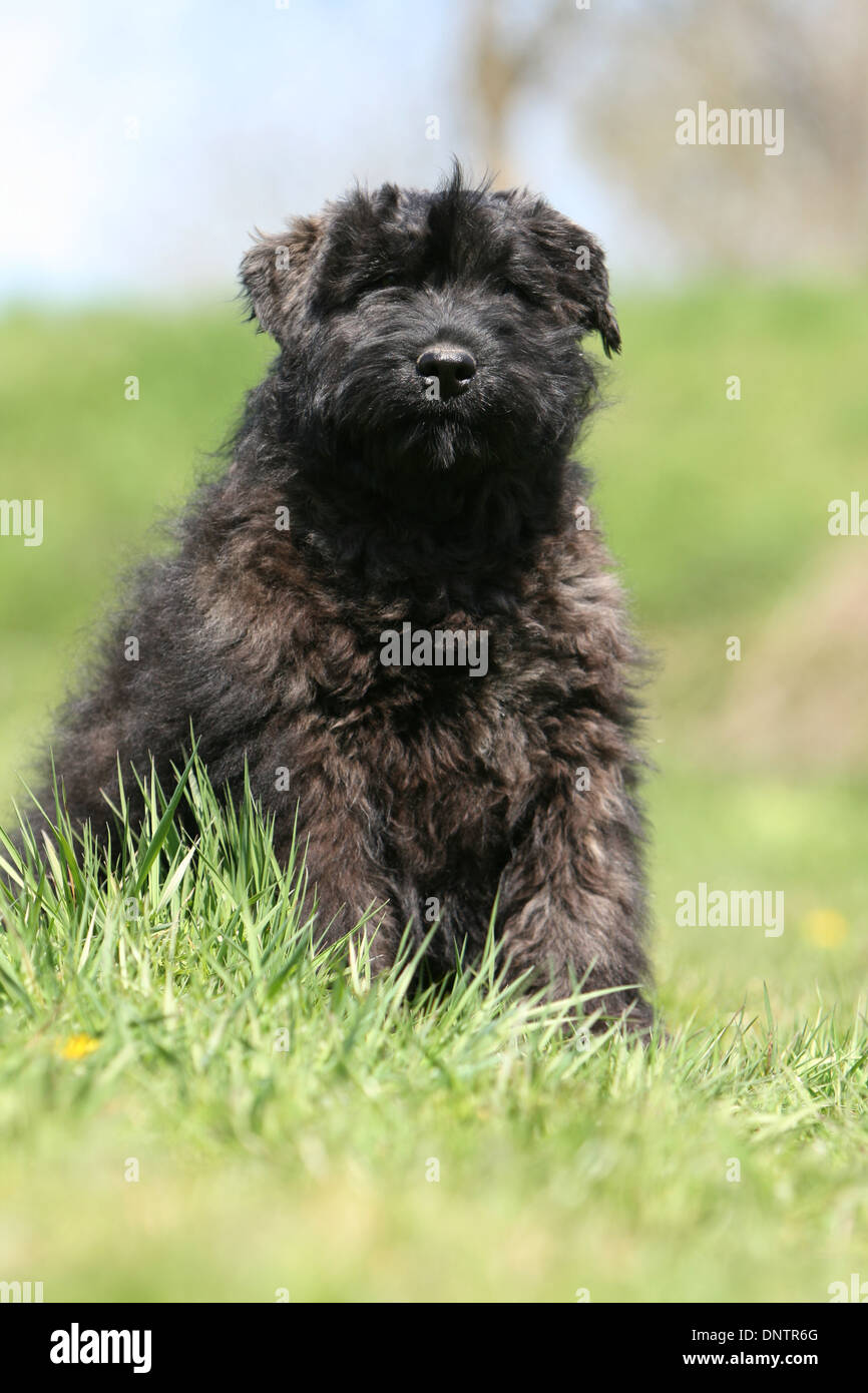 Dog Bouvier des Flandres / Flanders Cattle Dog puppy sitting in a ...