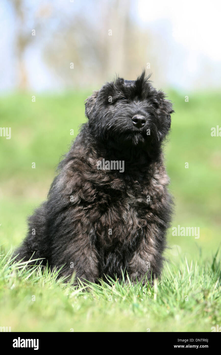 Dog Bouvier des Flandres / Flanders Cattle Dog puppy sitting in a ...
