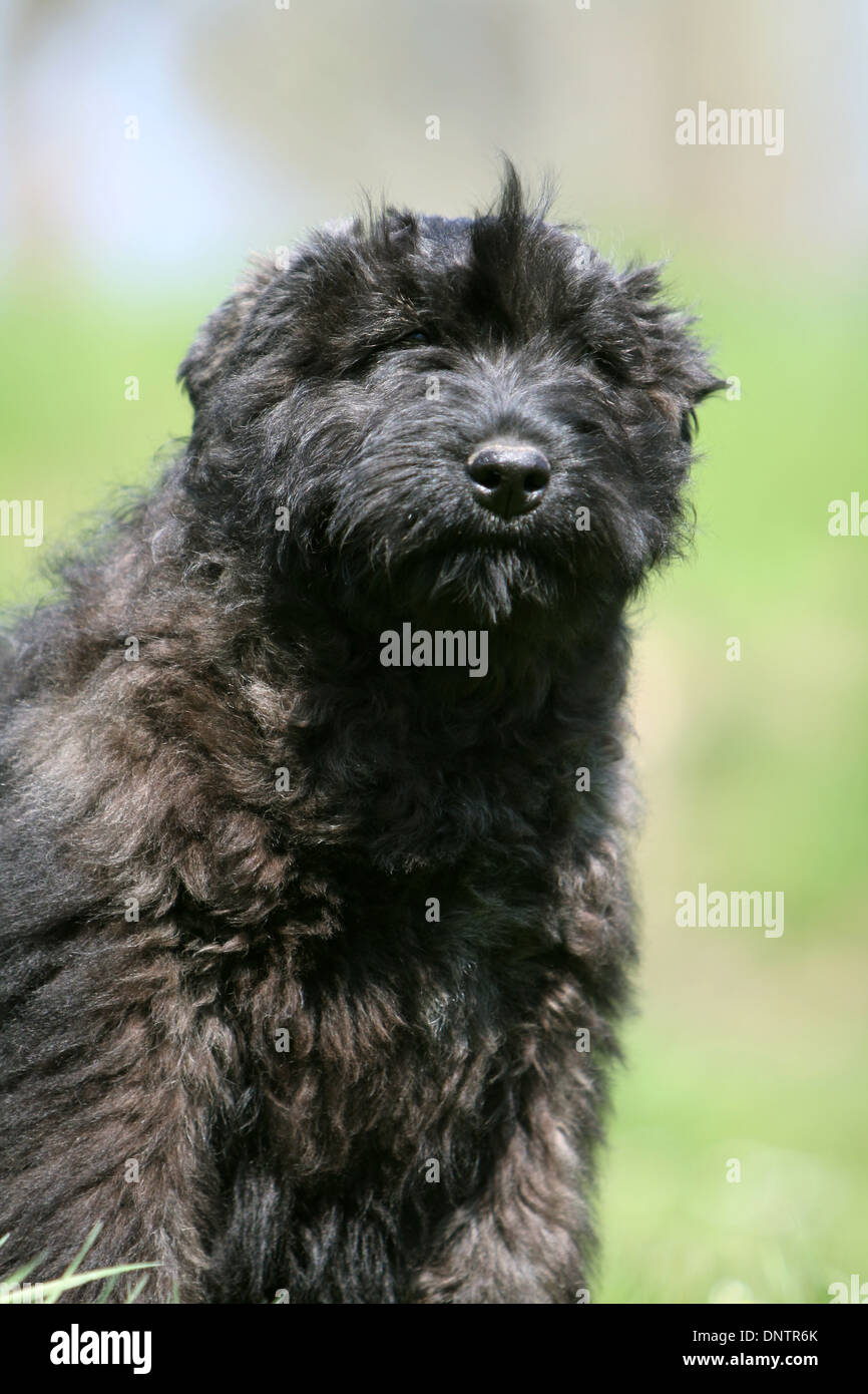 Dog Bouvier des Flandres / Flanders Cattle Dog puppy portrait Stock ...