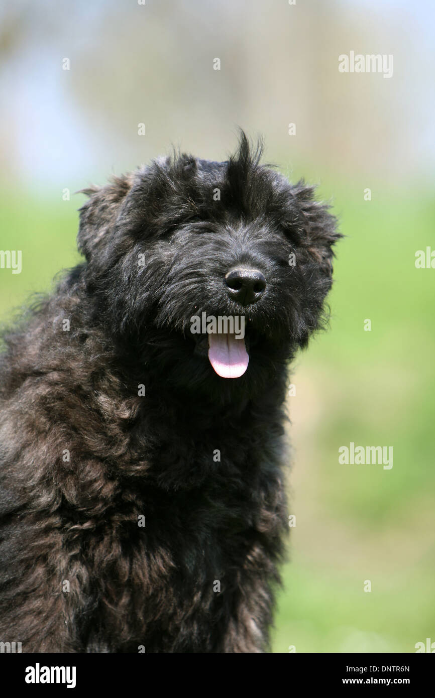 Bouvier Des Flanders Dog High Resolution Stock Photography and Images ...