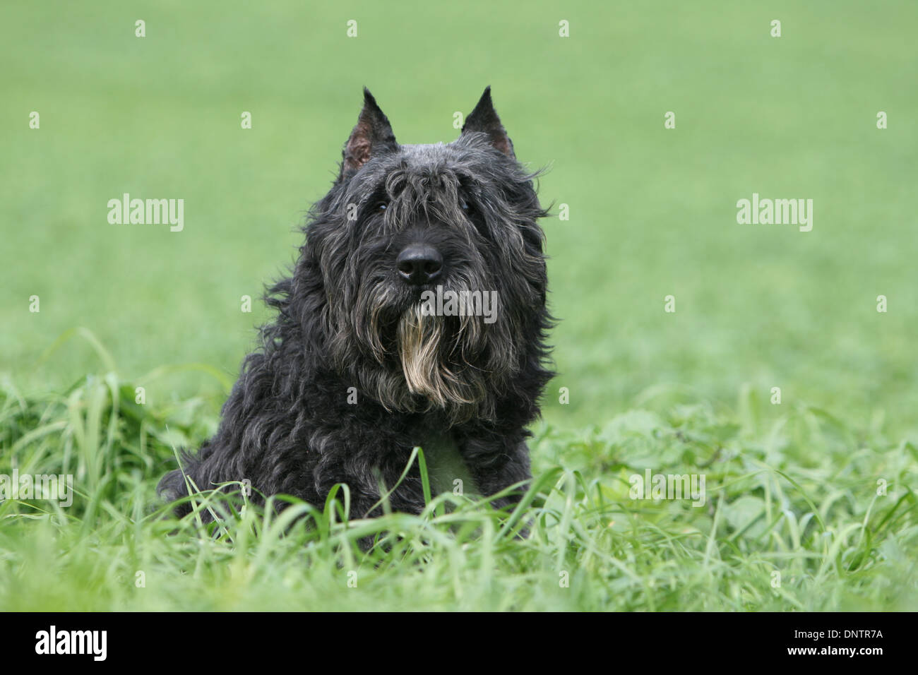 Dog Bouvier des Flandres / Flanders Cattle Dog adult lying in a field ...