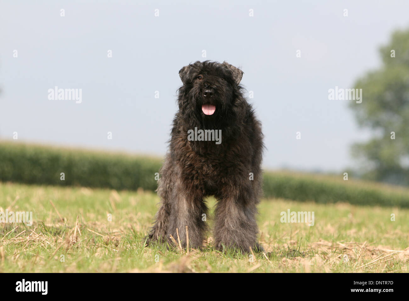 Dog Bouvier des Flandres / Flanders Cattle Dog adult standing in a ...