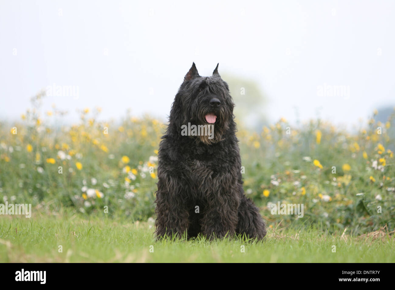 Dog Bouvier des Flandres / Flanders Cattle Dog adult sitting in a ...