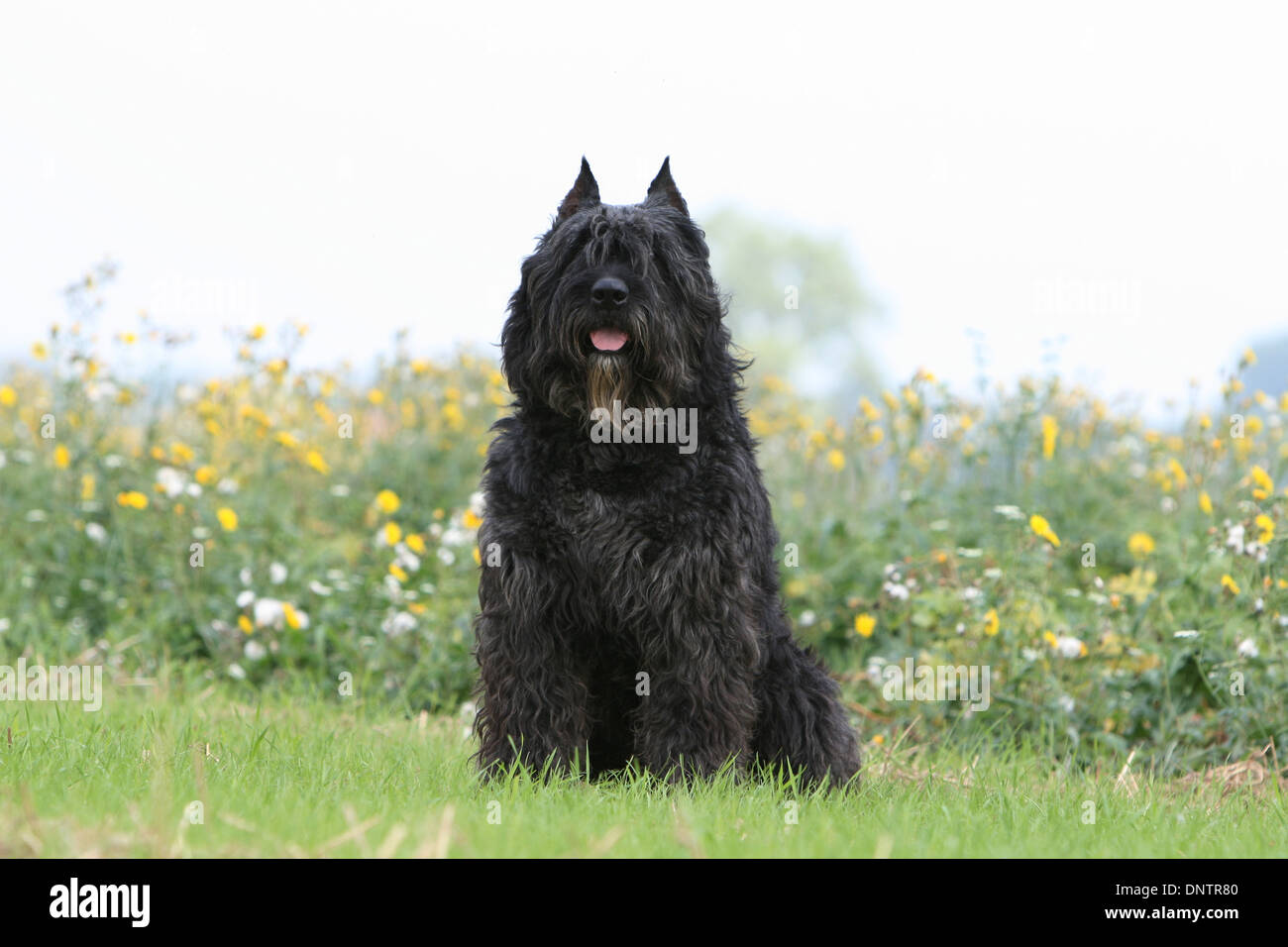 Dog Bouvier des Flandres / Flanders Cattle Dog adult sitting in a ...