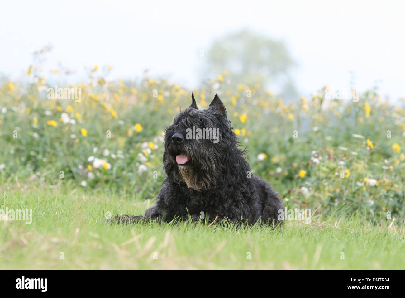 Dog Bouvier des Flandres / Flanders Cattle Dog adult lying in a meadow ...