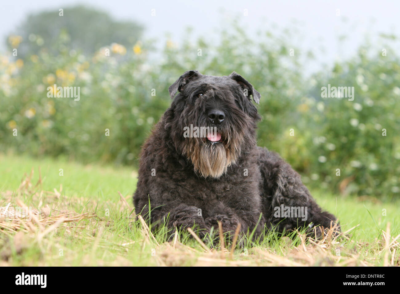 Dog Bouvier des Flandres / Flanders Cattle Dog adult lying in a field ...
