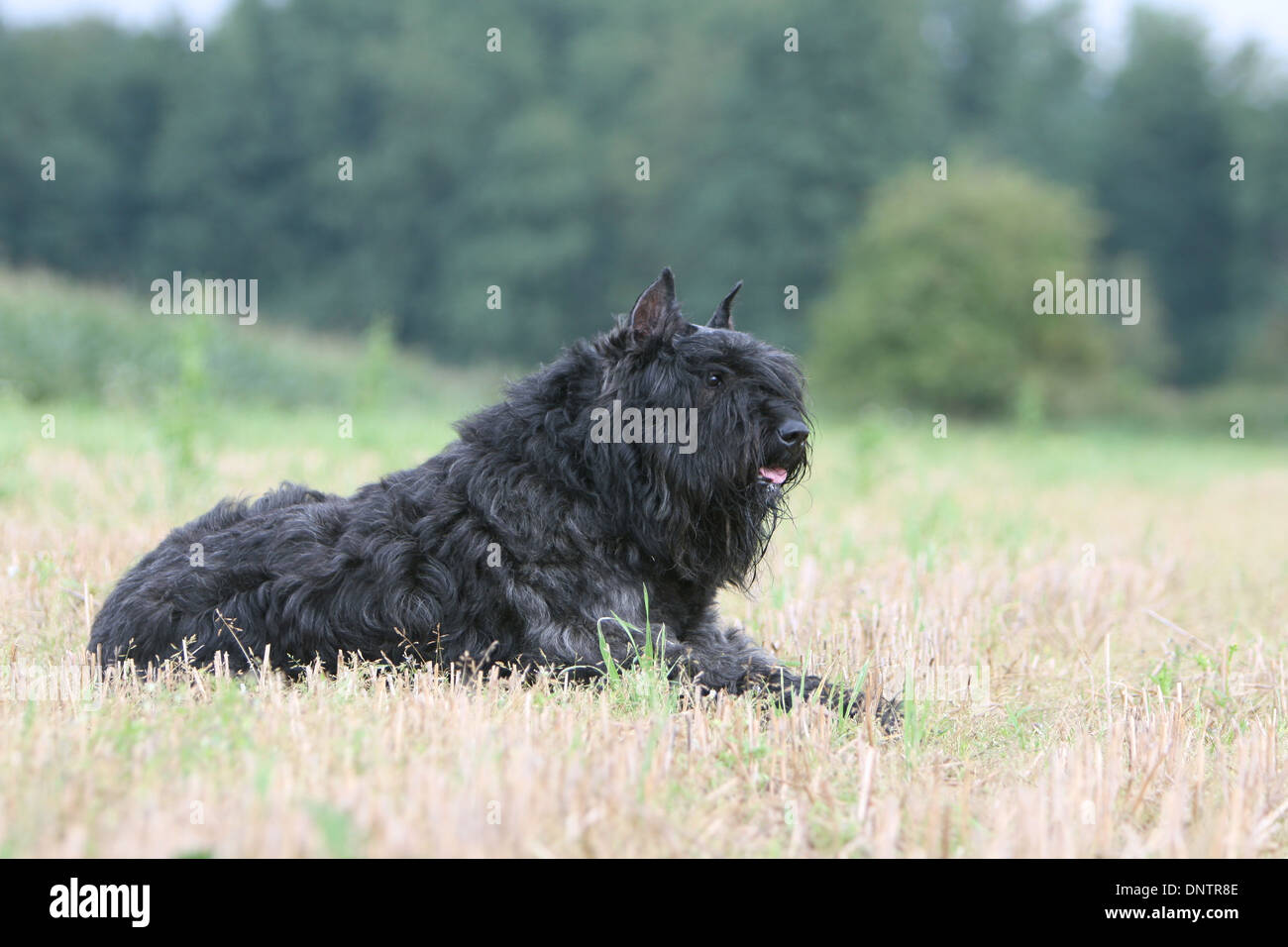 Dog Bouvier des Flandres / Flanders Cattle Dog adult lying in a field ...