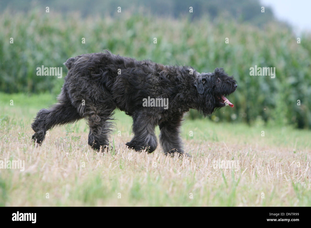 Bouviers des flanders hi-res stock photography and images - Alamy