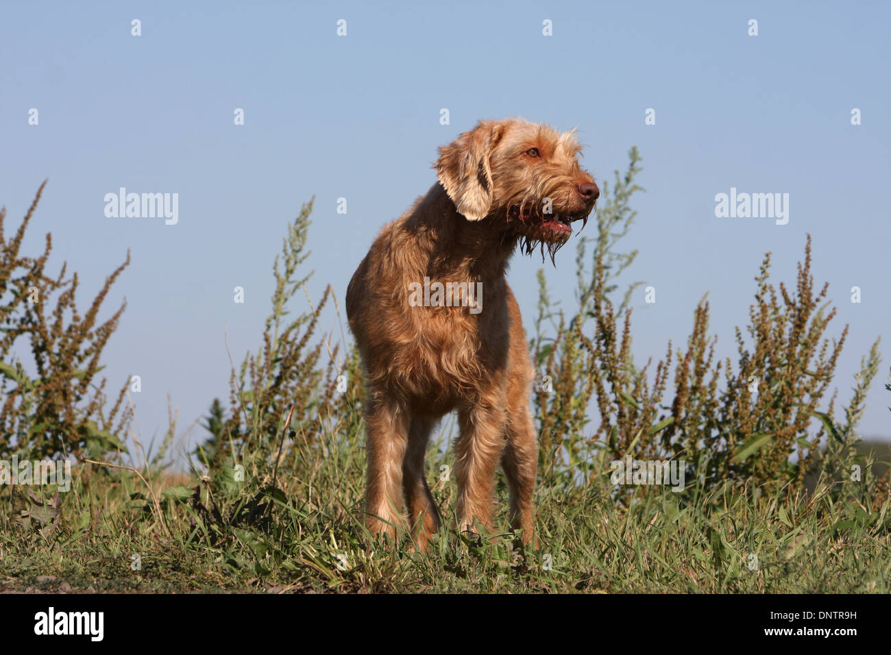 Stand of copper wire hi-res stock photography and images - Alamy
