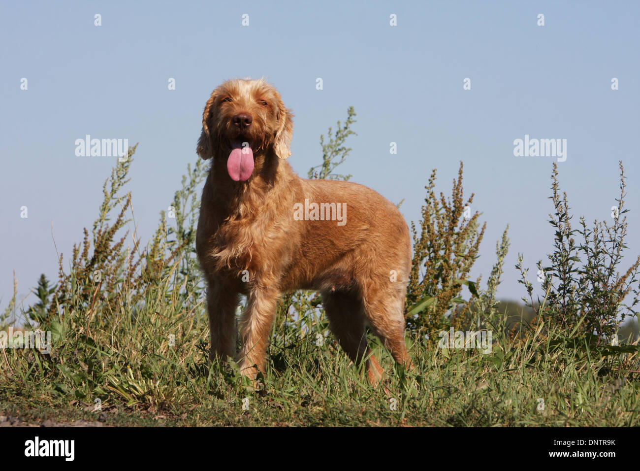 Stand of copper wire hi-res stock photography and images - Alamy