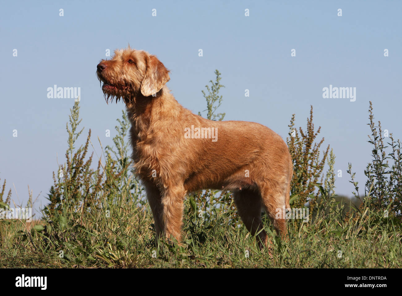dog Magyar Vizsla / Hungarian Pointer Wirehaired / adult standing in a ...