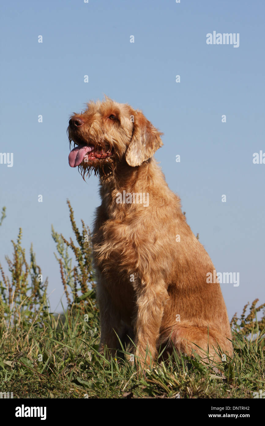 dog Magyar Vizsla / Hungarian Pointer Wirehaired / adult sitting in a ...