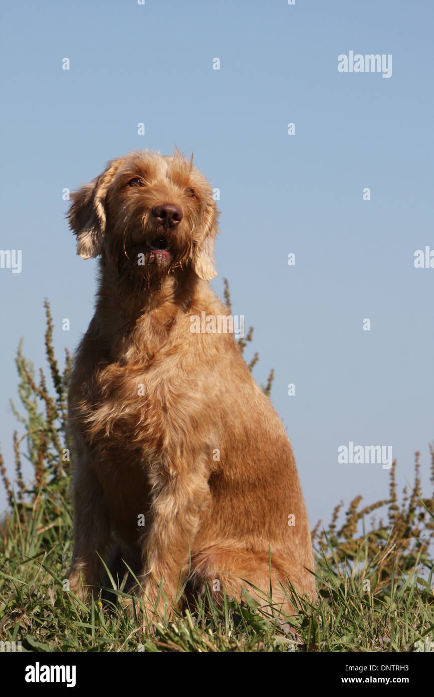 Wire haired hungarian pointer hi-res stock photography and images - Alamy
