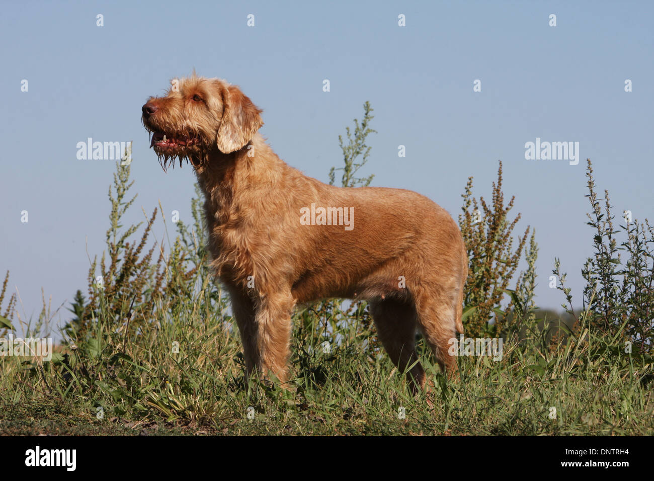 Stand of copper wire hi-res stock photography and images - Alamy