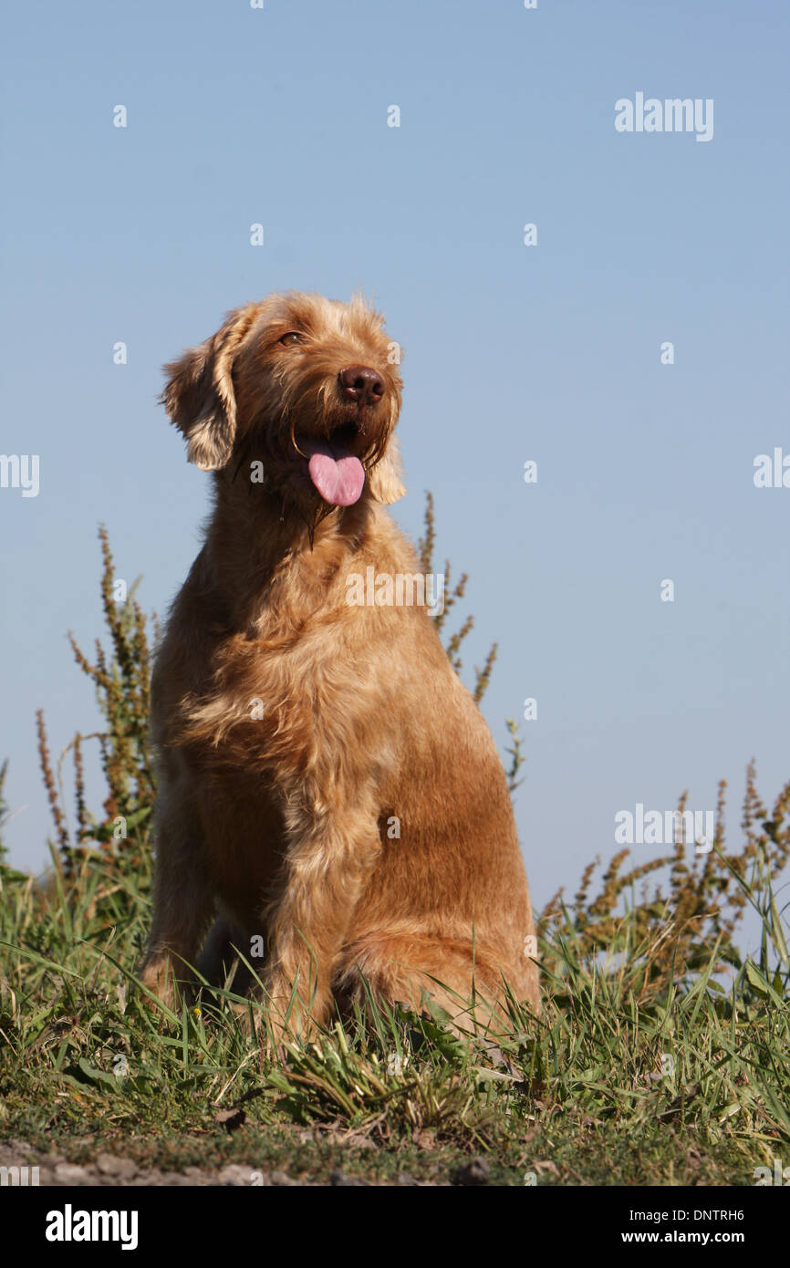 Wire haired hungarian pointer hi-res stock photography and images - Alamy