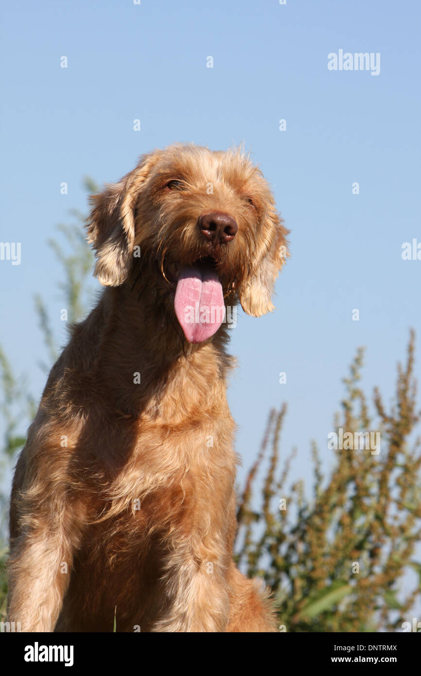 dog Magyar Vizsla / Hungarian Pointer Wirehaired / adult portrait Stock ...
