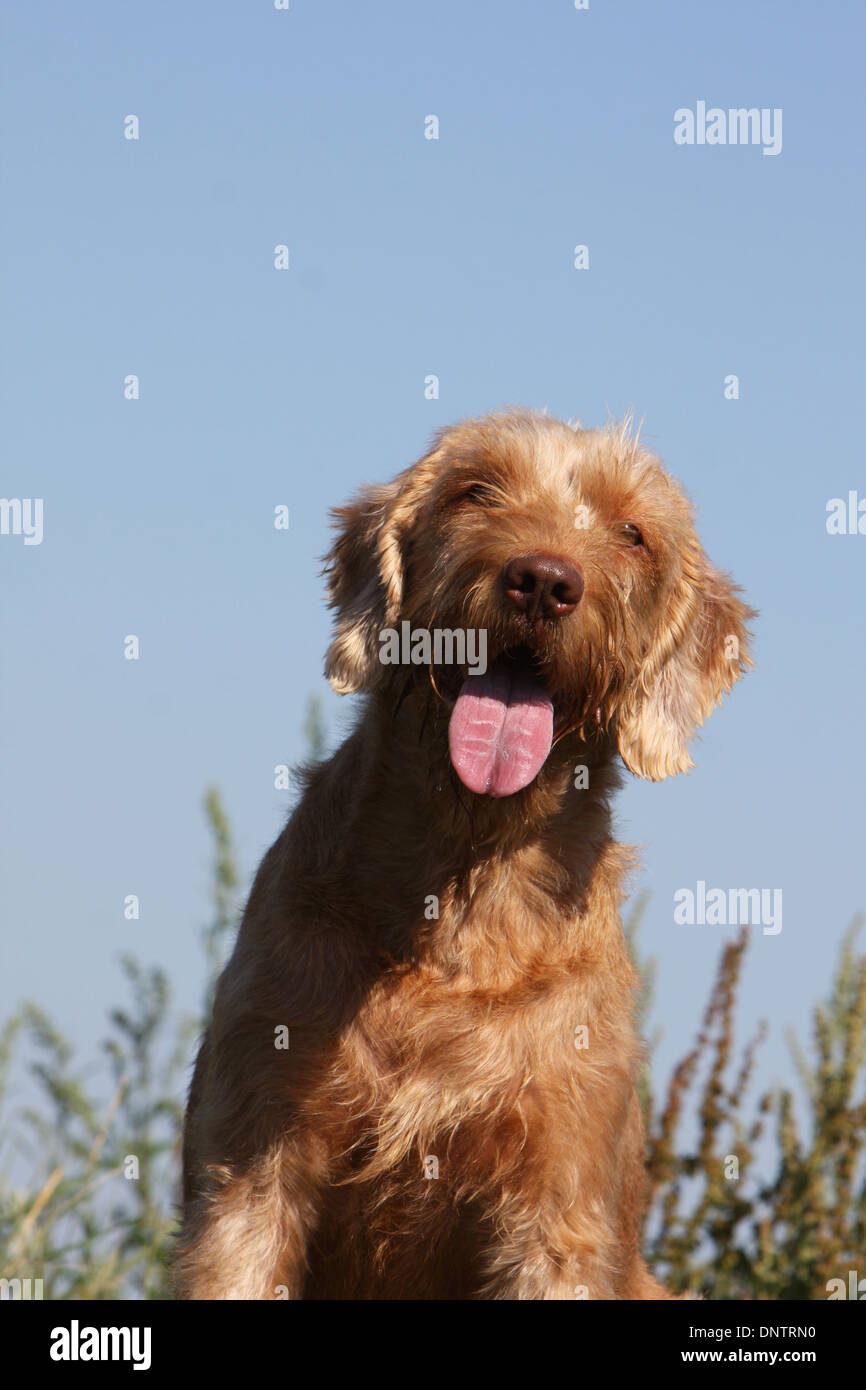 dog Magyar Vizsla / Hungarian Pointer Wirehaired / adult portrait Stock ...