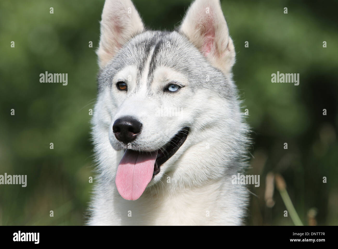 Dog Siberian Husky adult portrait Stock Photo - Alamy