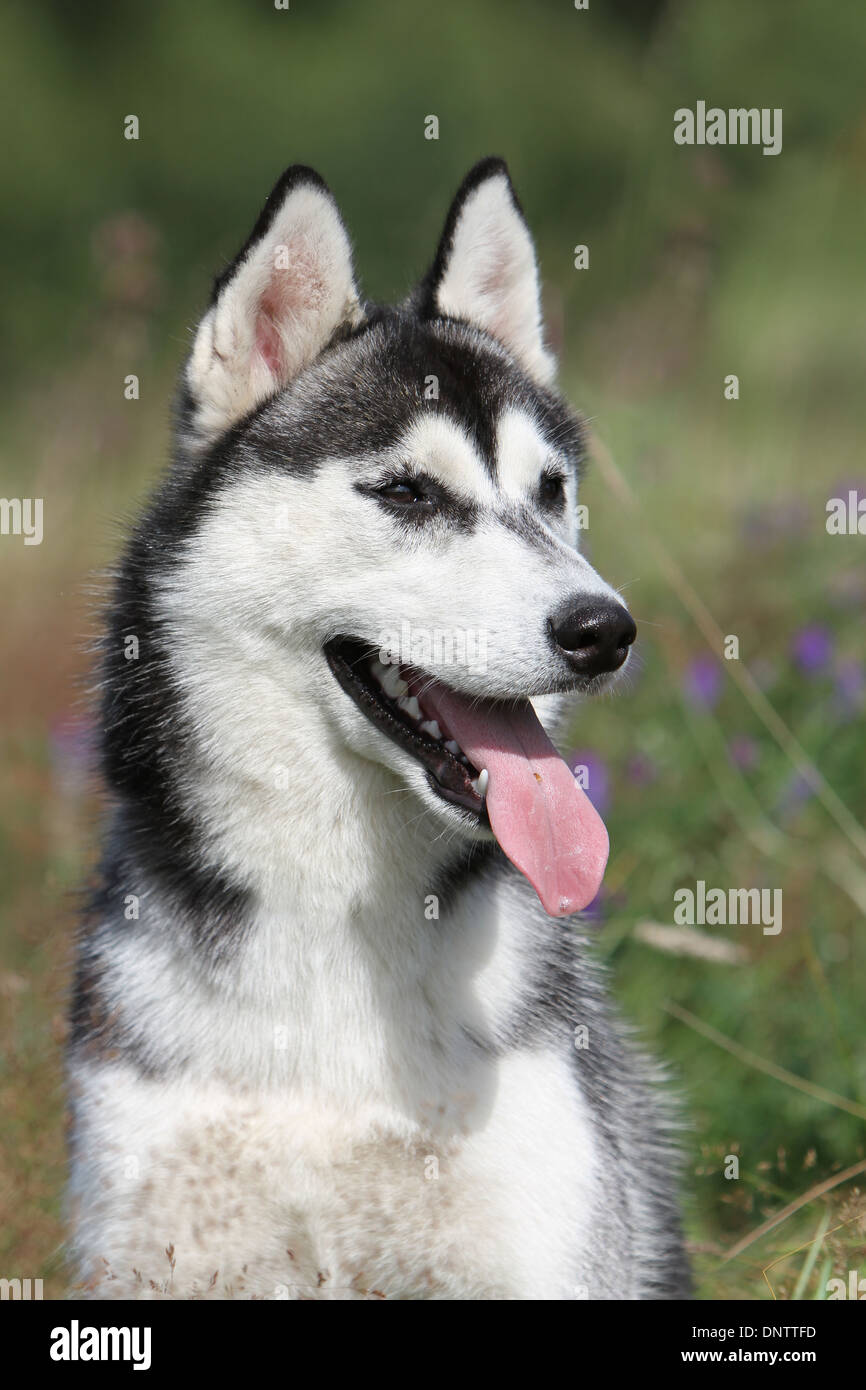 Siberian husky dog head hi-res stock photography and images - Alamy