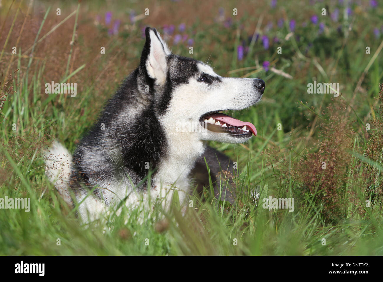 Dog Siberian Husky / adult lying in a meadow Stock Photo - Alamy
