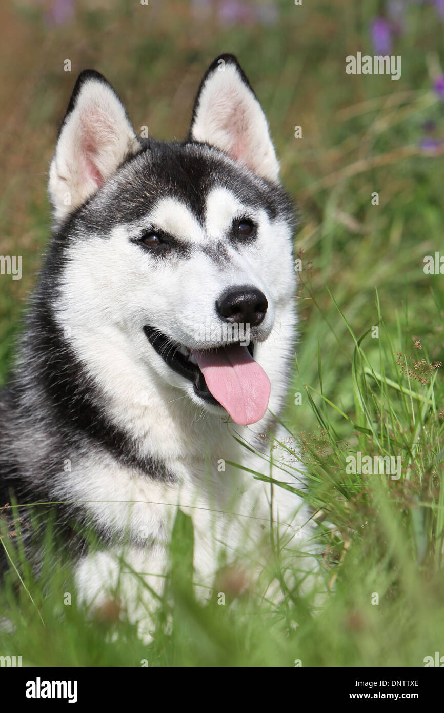 Dog Siberian Husky adult portrait Stock Photo - Alamy