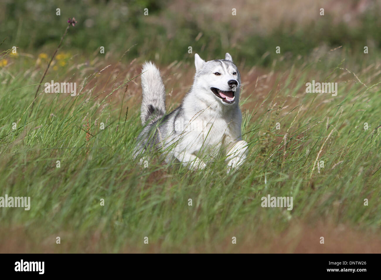 Dog Siberian Husky / adult running in a meadow Stock Photo - Alamy