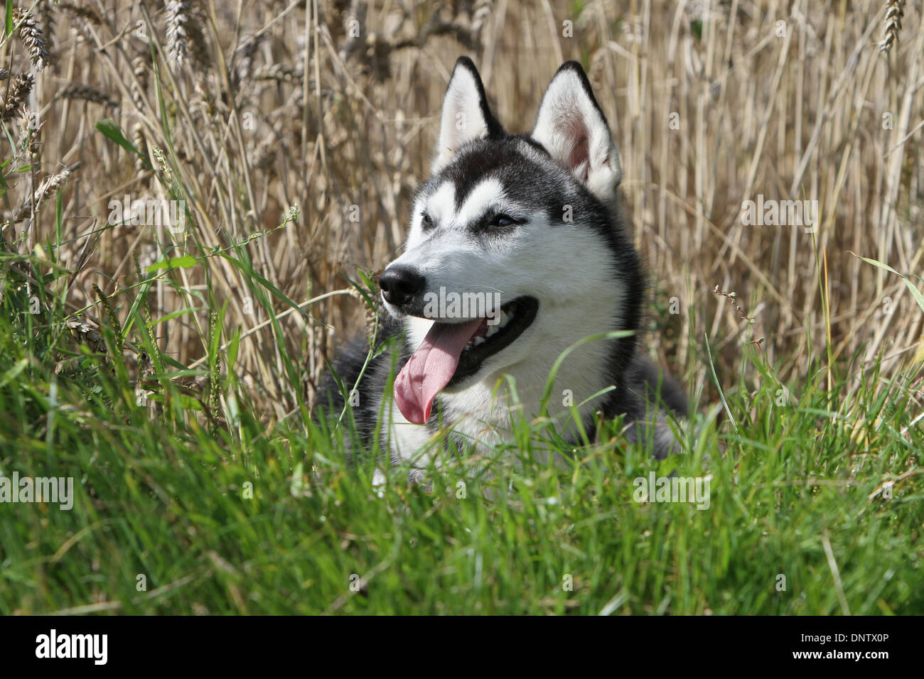 Husky in the field hi-res stock photography and images - Alamy