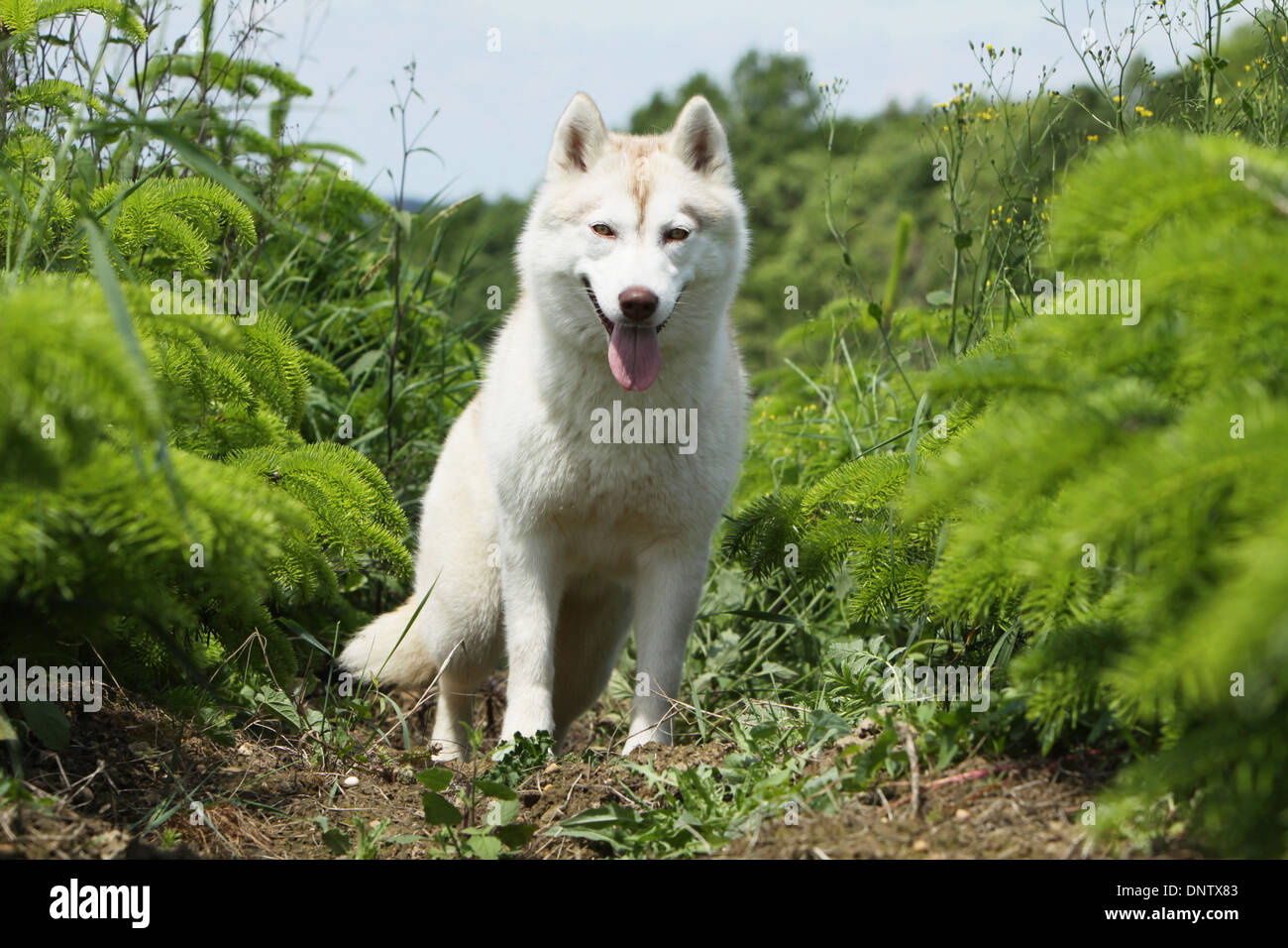 Siberian husky dog breed hi-res stock photography and images - Alamy