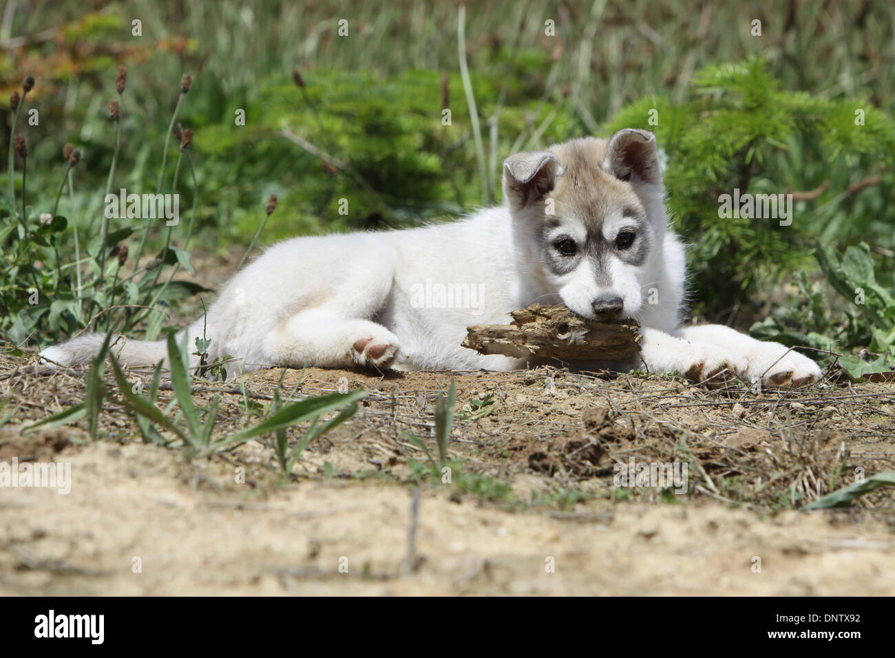 Dog Siberian Husky / puppy with a stick in its mouth in a field Stock ...