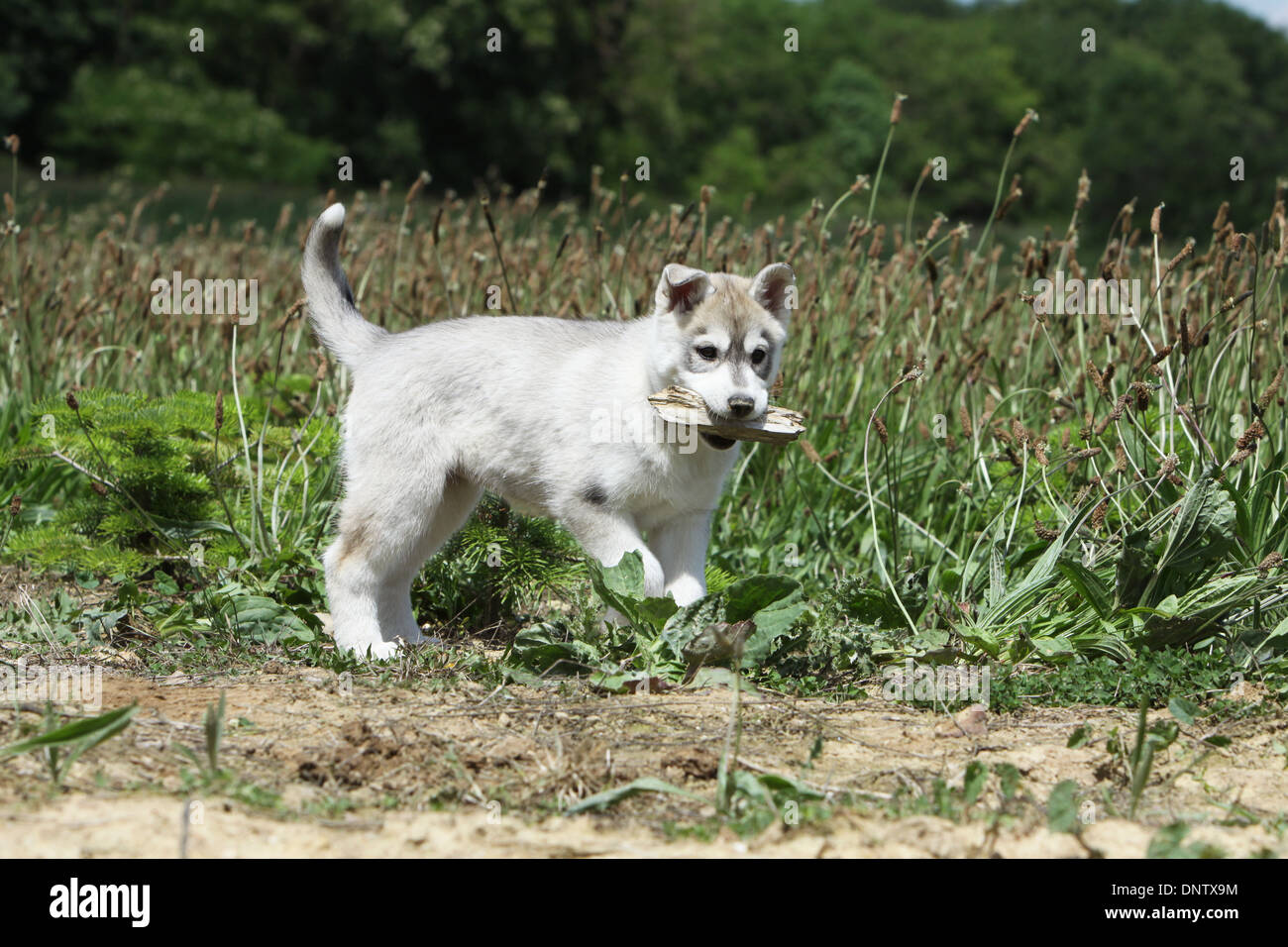 Dog Siberian Husky / puppy with a stick in its mouth in a field Stock ...