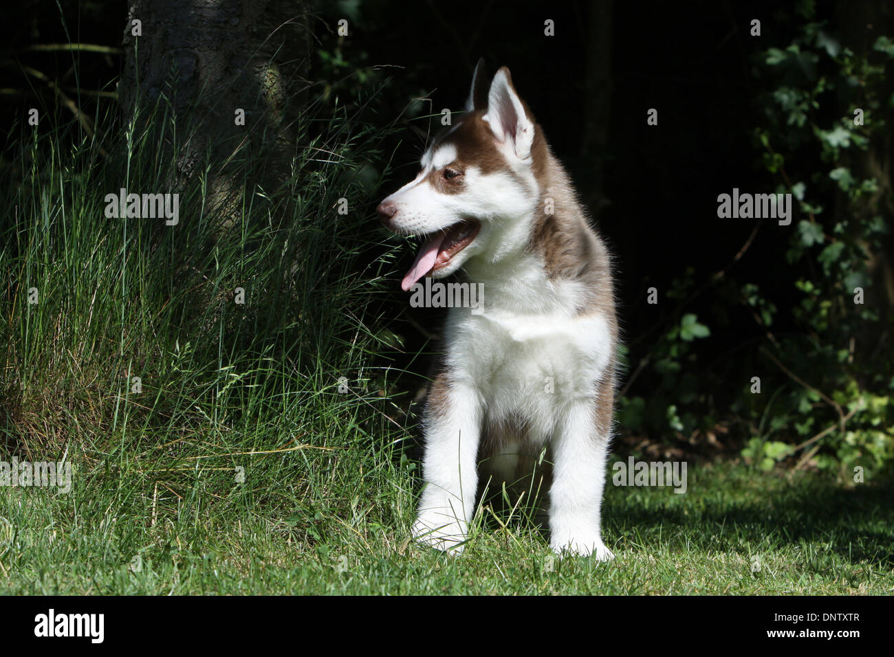 Dog Siberian Husky / puppy standing in a garden Stock Photo - Alamy