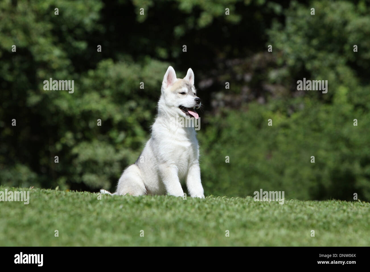 Dog Siberian Husky / puppy sitting in a garden Stock Photo - Alamy