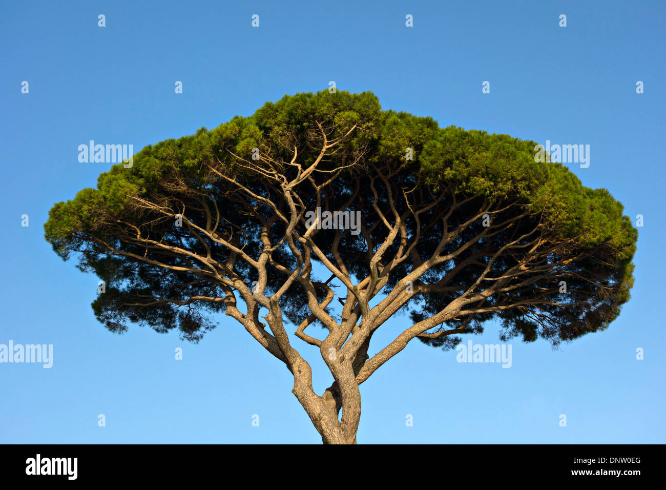 Looking up to a large Parasol Pine Tree ( Pinus Pinea ), Capri ...