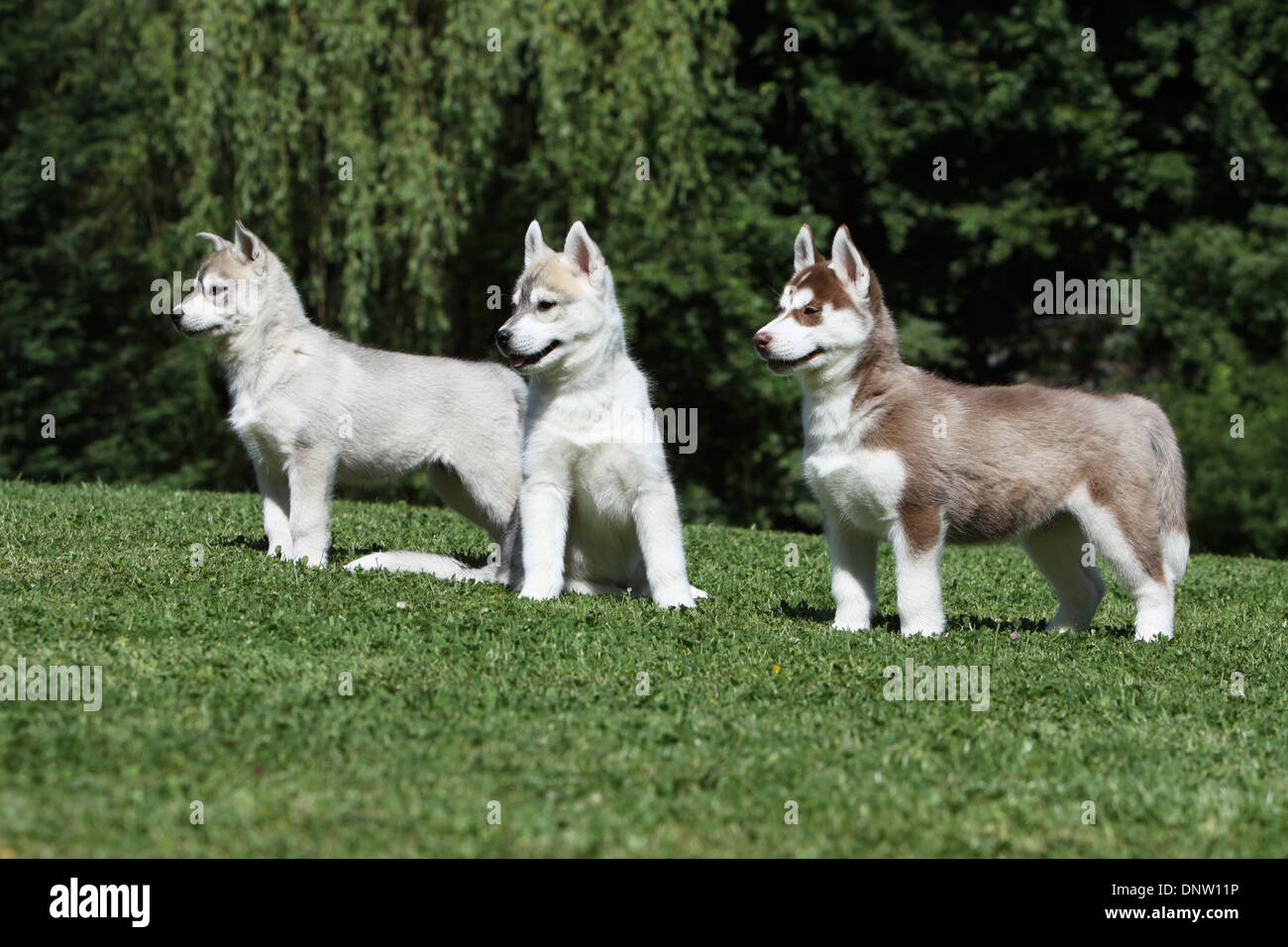 Dog Siberian Husky / three puppies in a garden Stock Photo - Alamy
