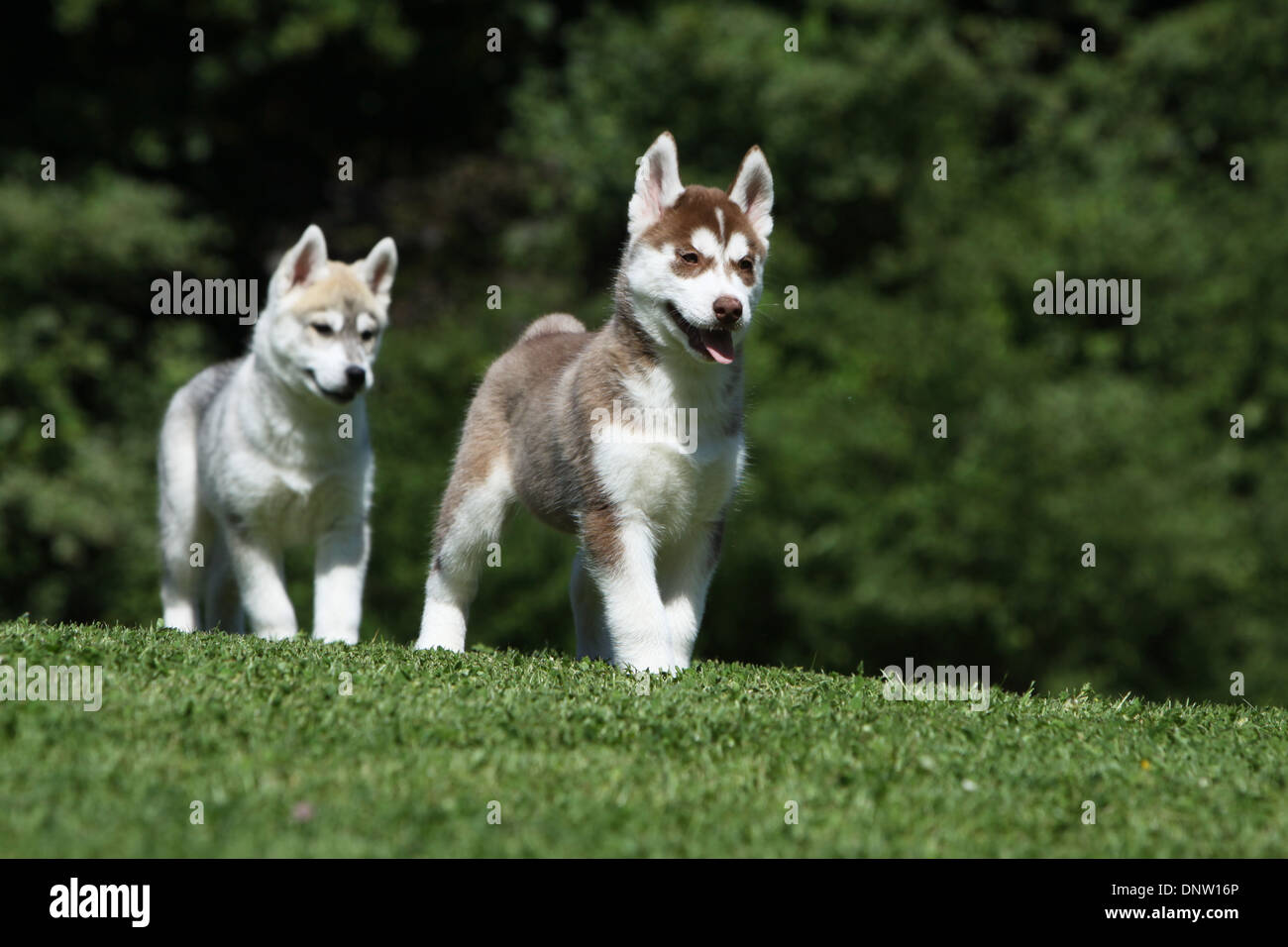 Husky puppies two little hi-res stock photography and images - Alamy