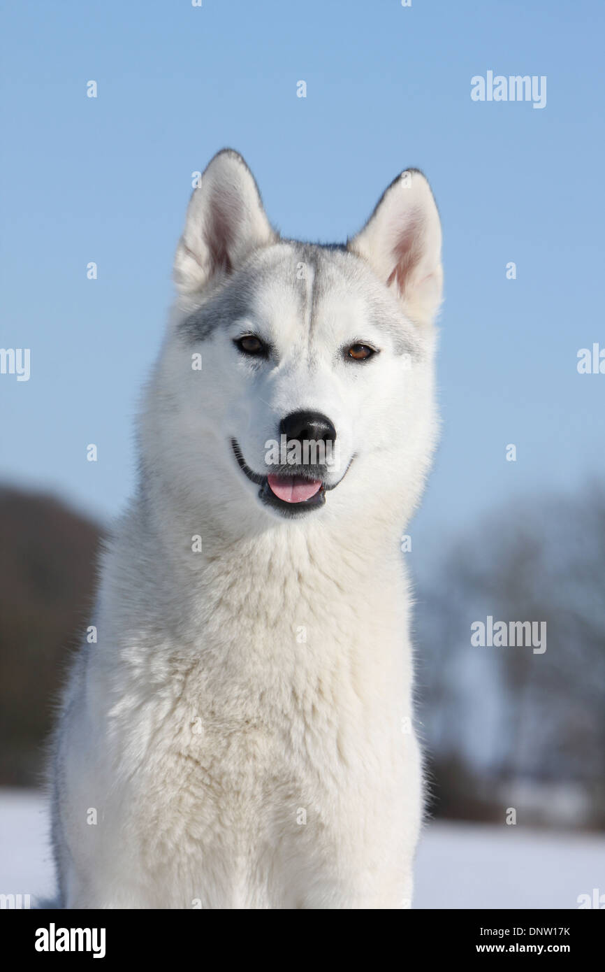 Dog Siberian Husky adult portrait Stock Photo - Alamy