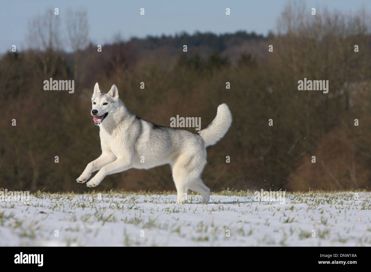 Dog Siberian Husky / adult running in the snow Stock Photo - Alamy