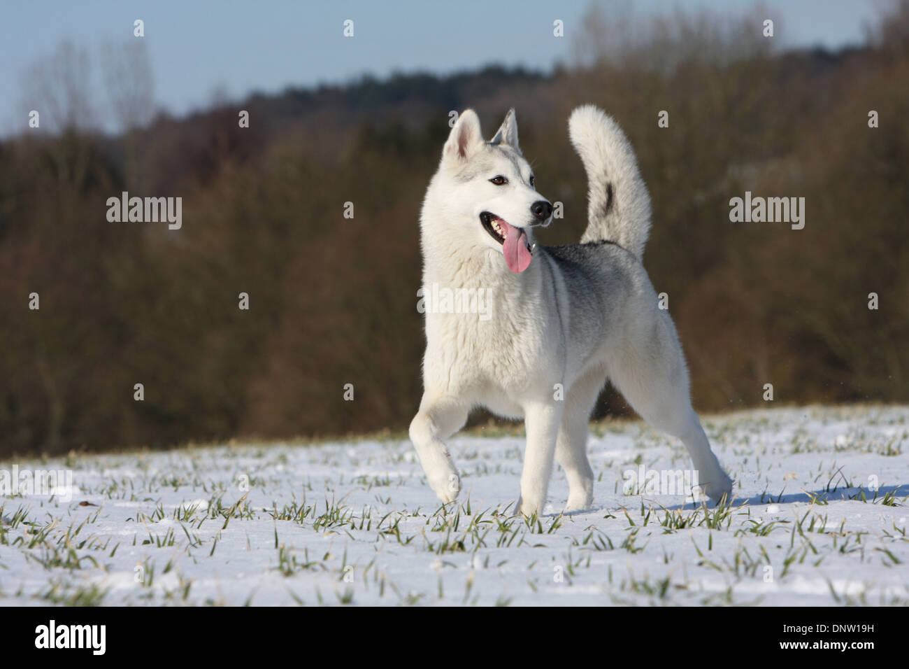Dog Siberian Husky / adult walking in the snow Stock Photo - Alamy