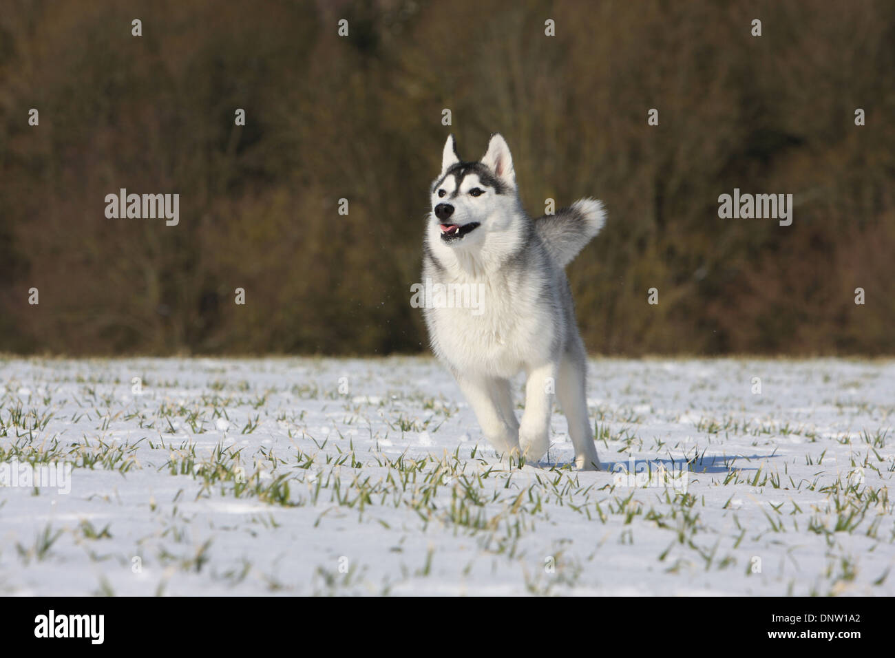 Dog Siberian Husky / adult running in the snow Stock Photo - Alamy