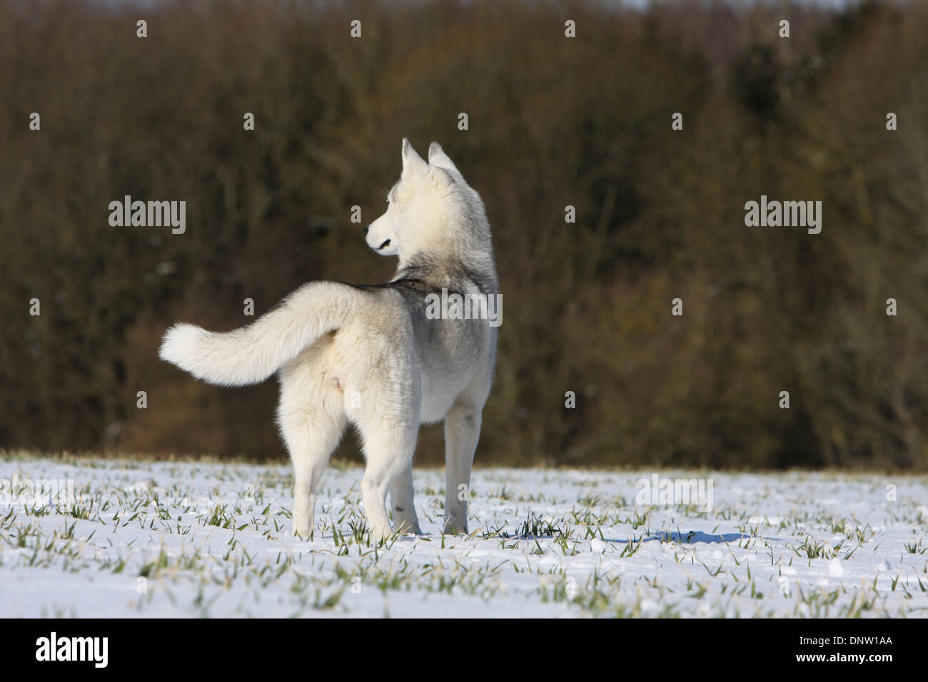 Dog backside hi-res stock photography and images - Alamy